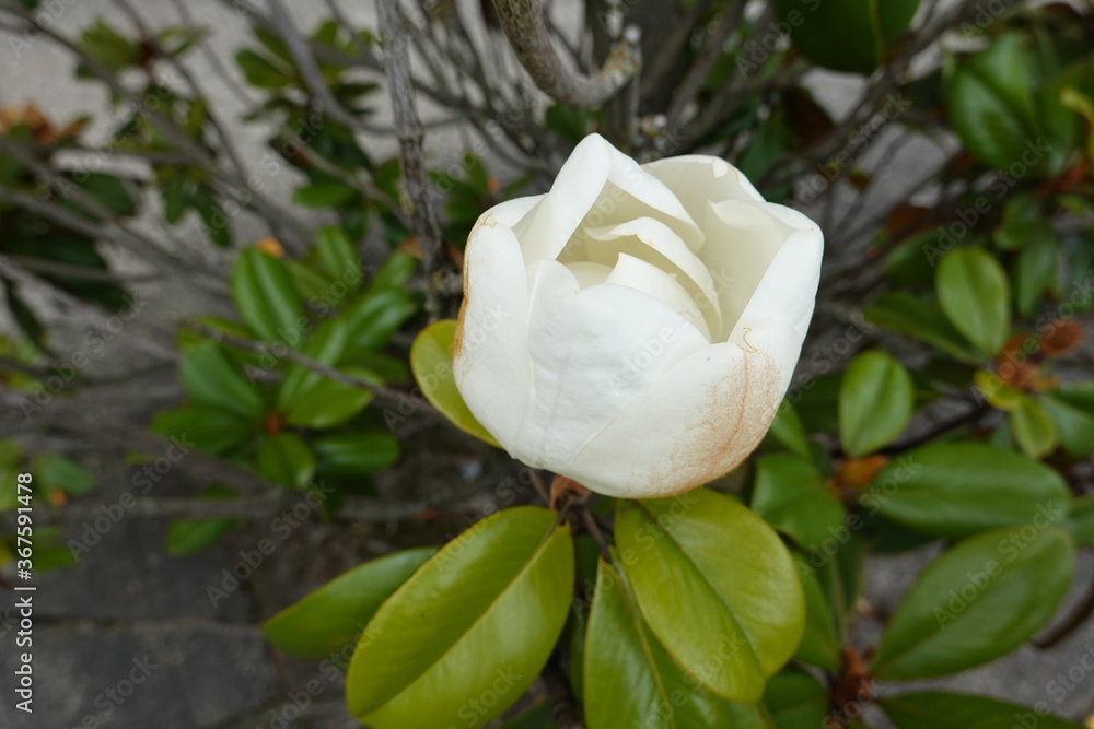 Magnolia grandiflora, commonly known as the southern magnolia or bull ...