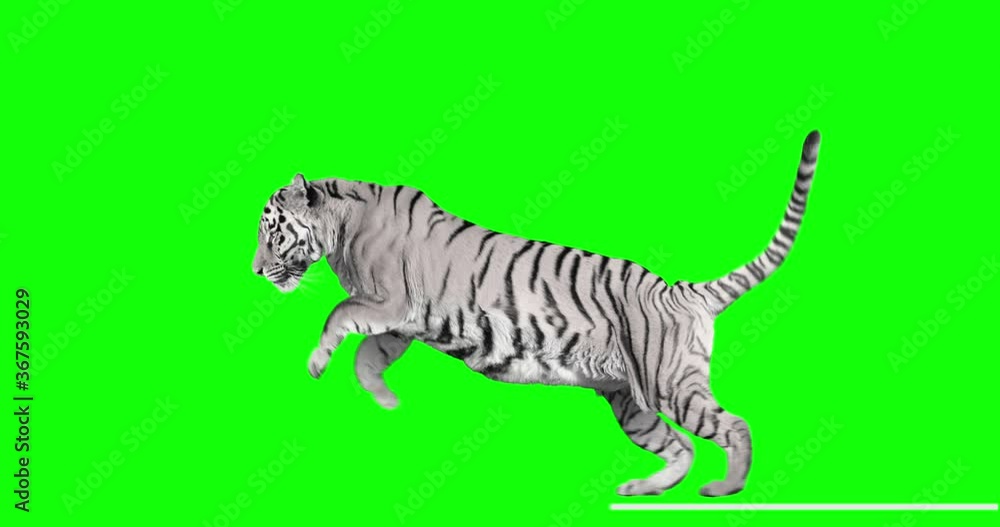 White tiger runs jumping. Animal isolated for your background. Green ...