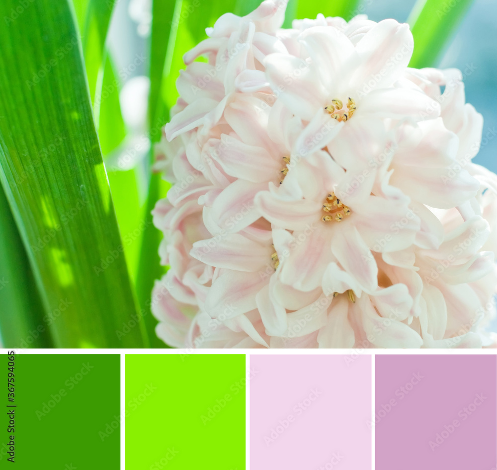 Close up blossom of light pink violet hyacinth flower (Hyacinthus ...
