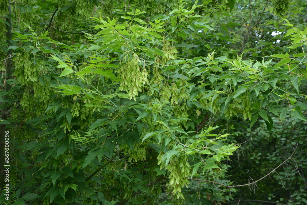 seeds of ashleaf maple, Acer negundo,maple ash twig with green leaves ...