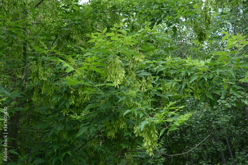 seeds of ashleaf maple, Acer negundo,maple ash twig with green leaves ...