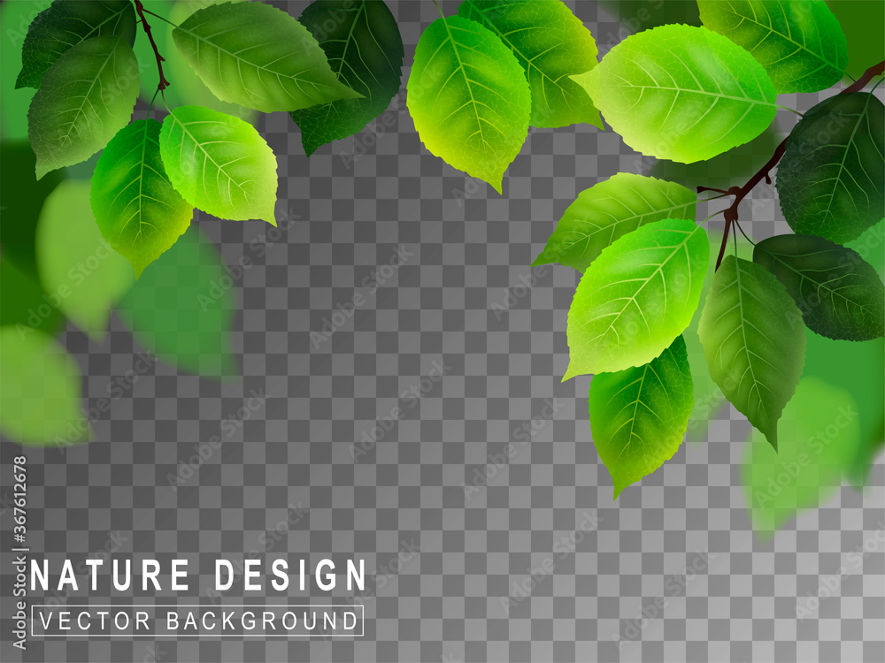 Vector background with green leaves. Isolated foliage on transparent ...