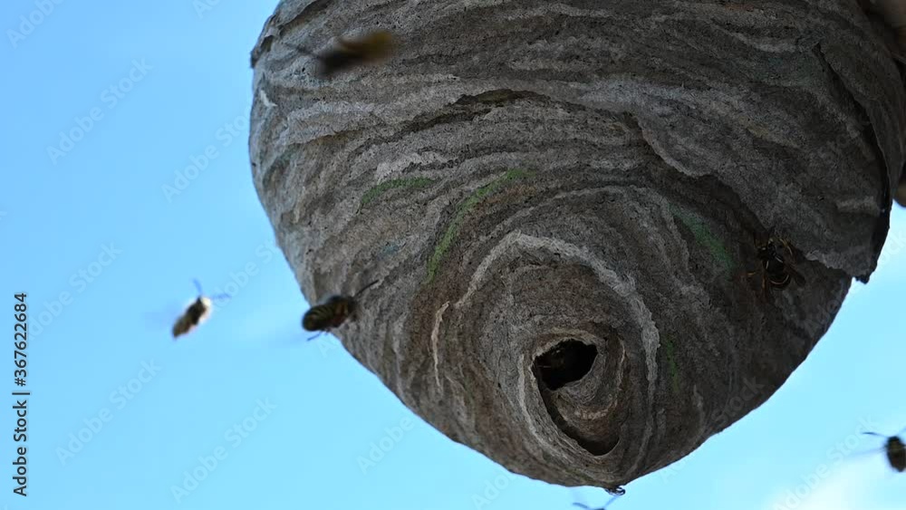 a large hive of wild wasp, the flight and movement of a Wasp against a ...