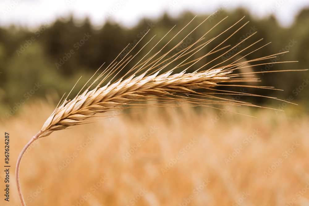 One spikelet of wheat is shot close-up on the background of the field ...