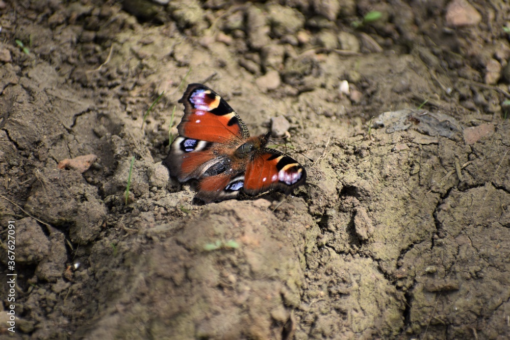These butterflies are often seen feeding on buddleia nectar. Peacock ...