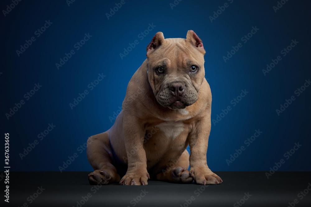 Perro american bully color cafe, sentado sobre una superficie gris y un ...