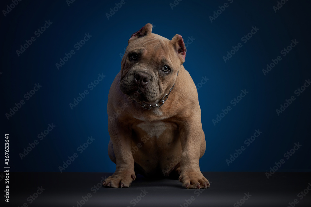 Perro american bully color cafe, sentado sobre una superficie gris y un ...