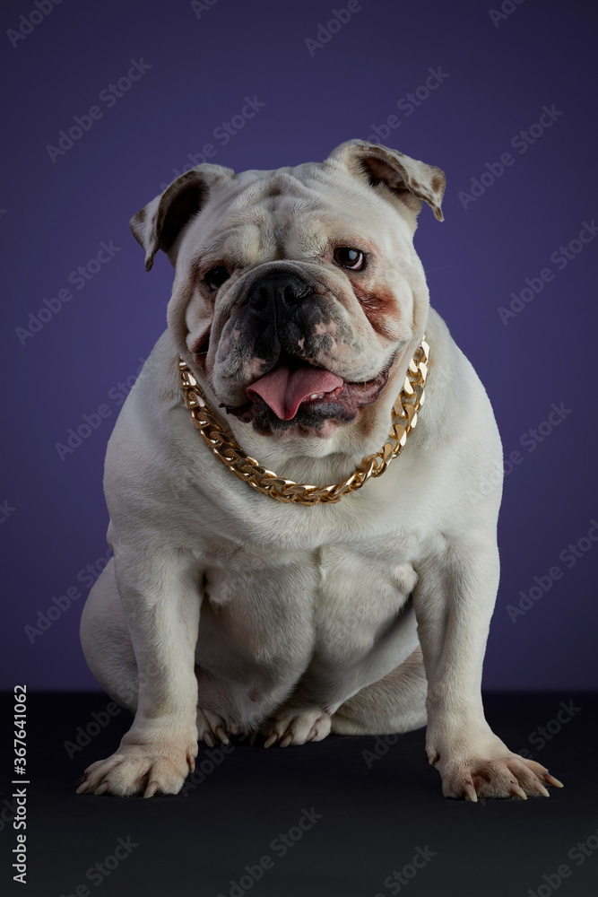 Perro bulldog color blanco en sesion de estudio con un collar dorado y ...