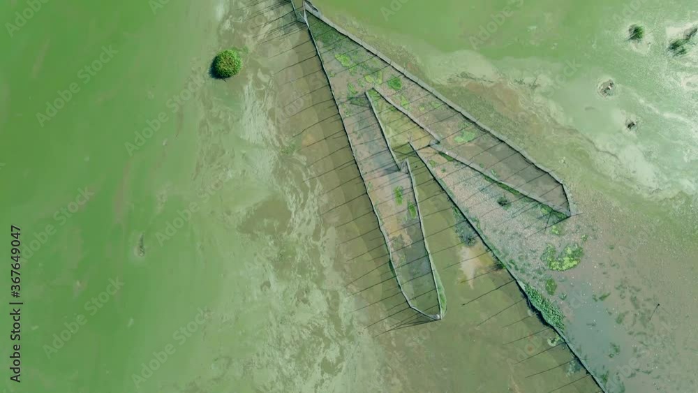 Arrow head Fish Trap used in Asia. - Areal flyover with algae on the ...