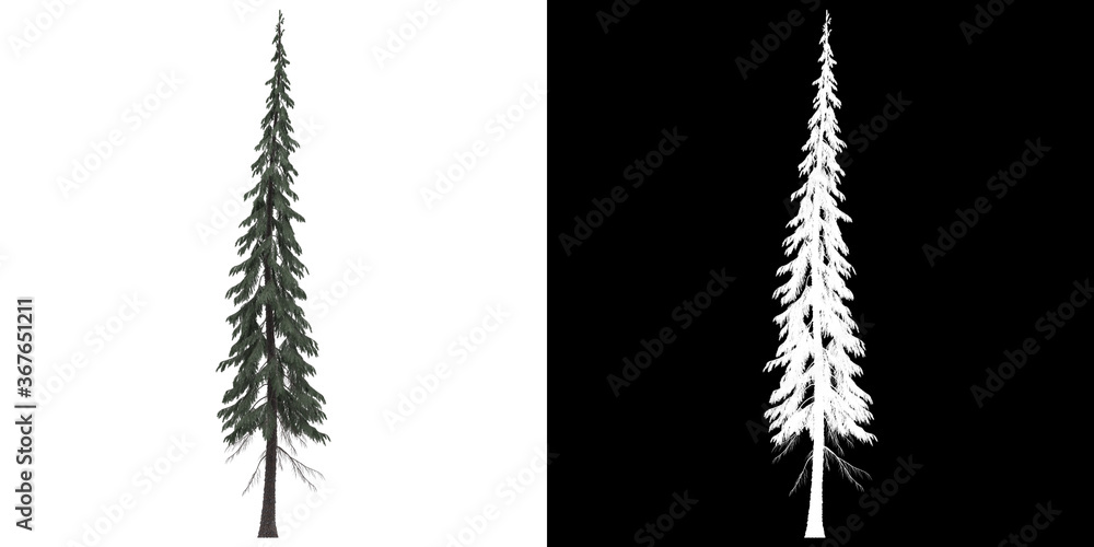 Front view of tree (Generic) png with alpha channel to cutout 3D ...