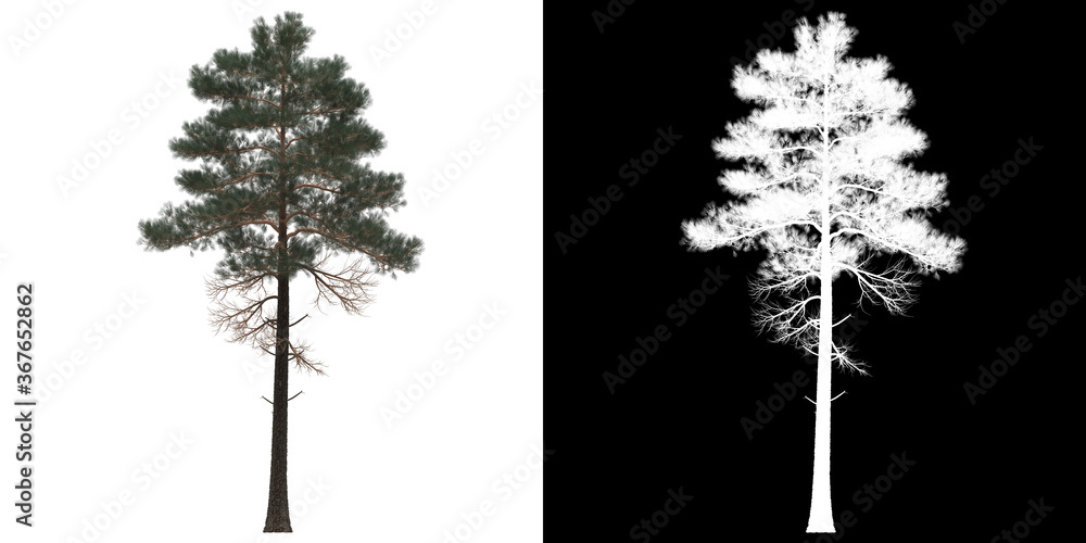 Left view of tree (Generic) png with alpha channel to cutout 3D ...