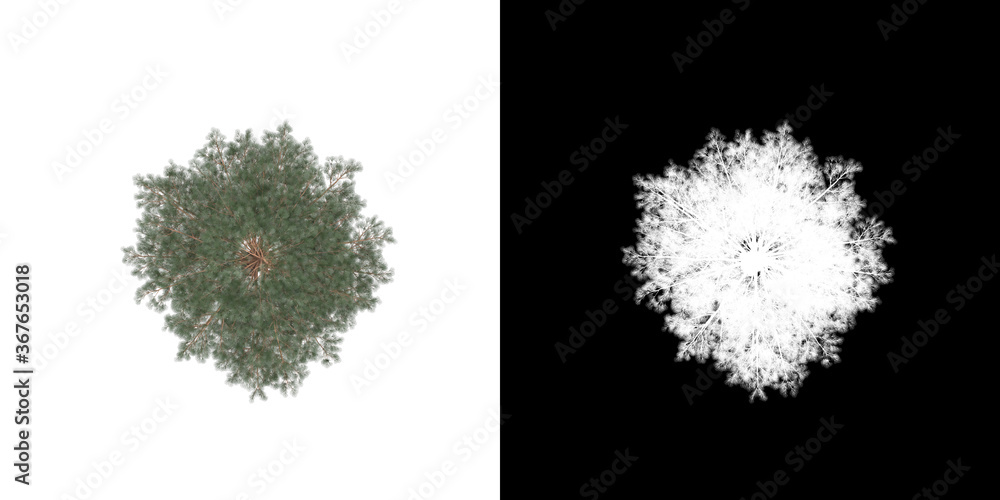 Top view of tree (Generic) png with alpha channel to cutout 3D ...