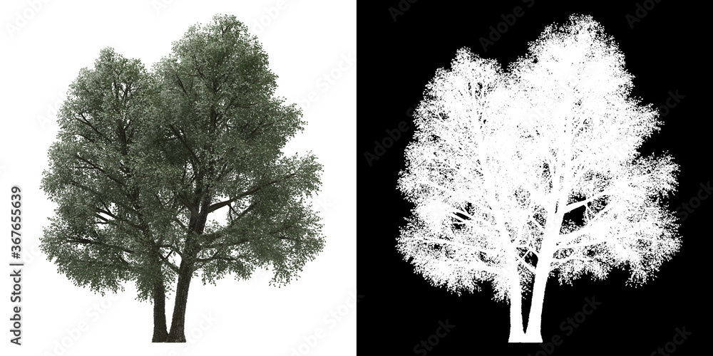 Left view of tree (Generic) png with alpha channel to cutout 3D ...