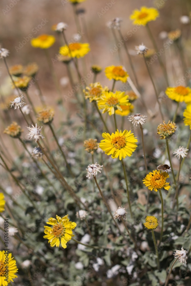 Yellow Head flowers on Acton Brittlebush, Encelia Actoni, Asteraceae ...