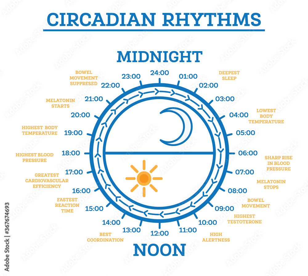 Circadian Rhythm Scheme Of Sleep Wake Cycle Infographic Elements