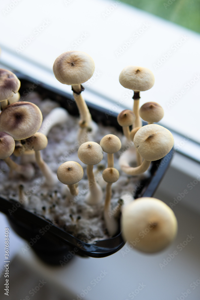 Growing Albino A strain. Magic shroom. Hallucinogenic Psychedelic drug ...