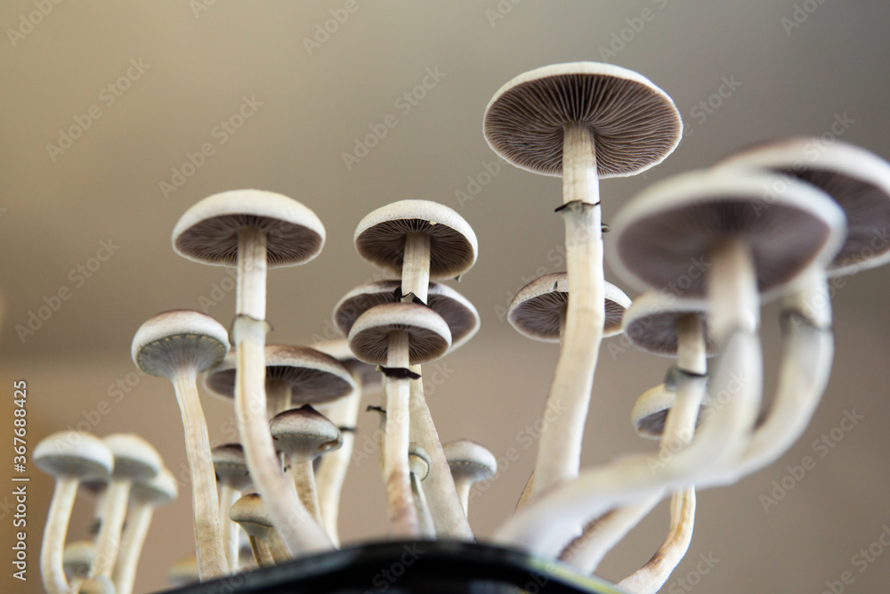 Magic shroom. Fresh Psilocybin shroom. Fresh Psilocybin shroom ...