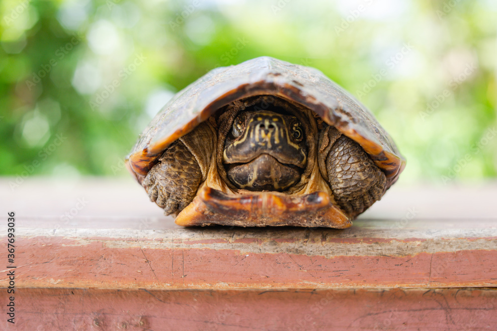 The turtle shrinks its head and legs into its shell. Stock Photo ...