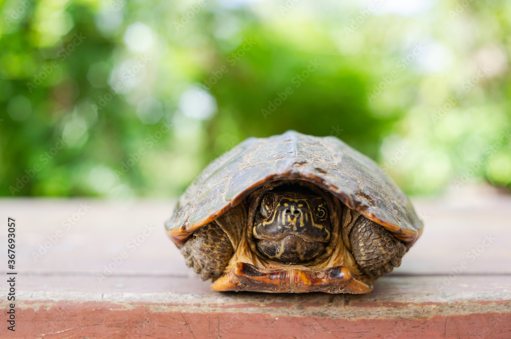 The turtle shrinks its head and legs into its shell. Stock Photo ...