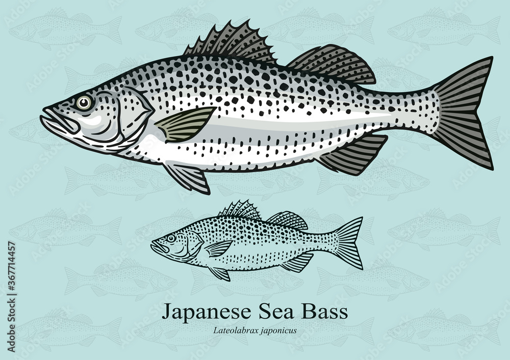 Vetor de Japanese Sea Bass. Vector illustration with refined details ...