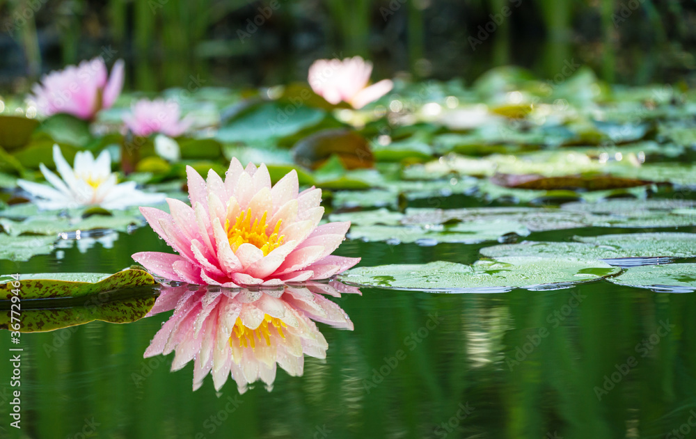 Magic big bright pink water lily or lotus flower Perry's Orange Sunset ...