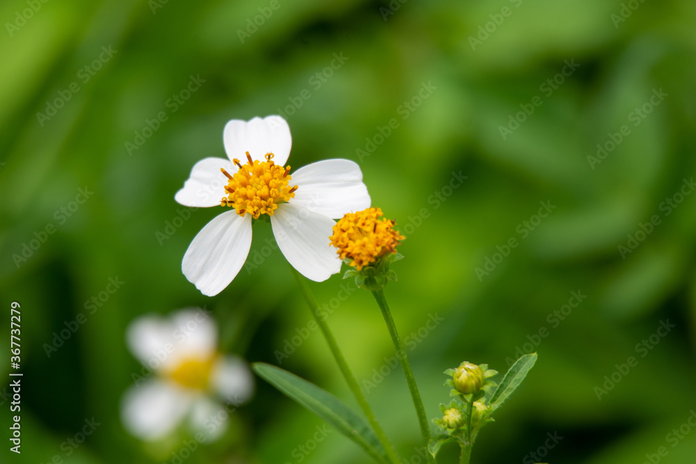 Fotografia do Stock: Zinnia angustifolia is a herbaceous flowering ...