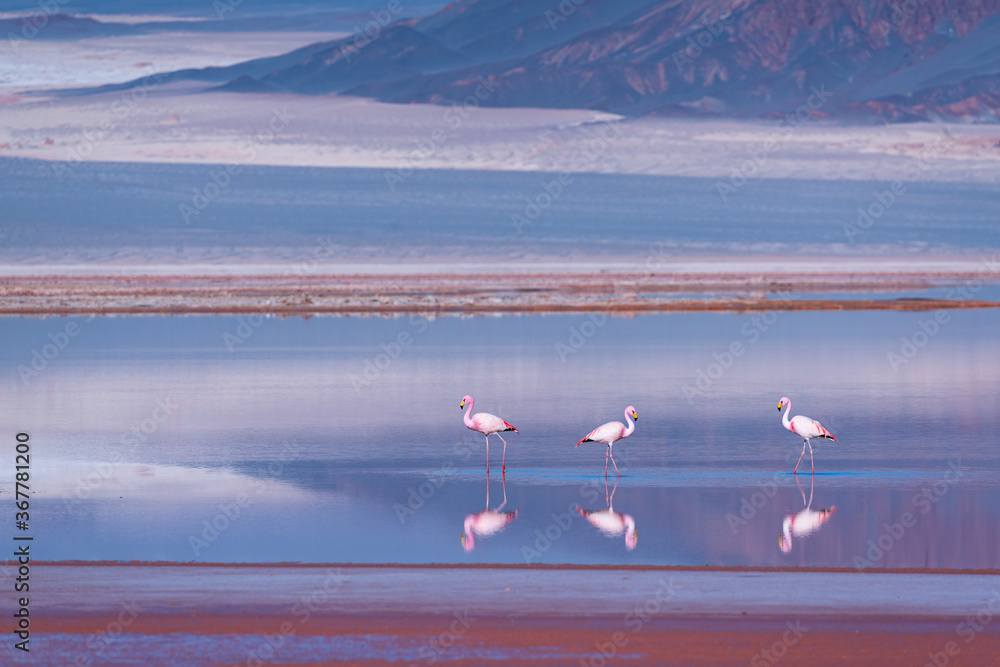 Foto de FLAMENCO DE JAMES, PARINA CHICA, Phoenicoparrus jamesi, Laguna ...
