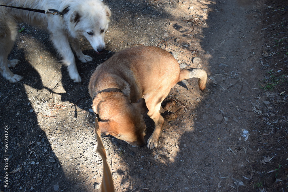Brown female dog defecating outdoor while a white big dog watches Stock ...