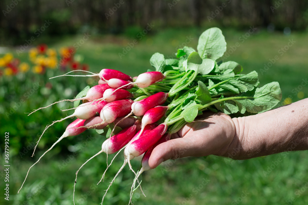 A bunch of fresh, clean, red-white radishes (lat. Raphanus sativus ...
