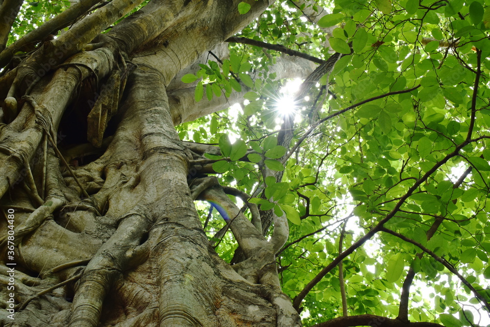 sunlight spreading through big bodhi tree trunk in Wat Lek Tham Kit ...