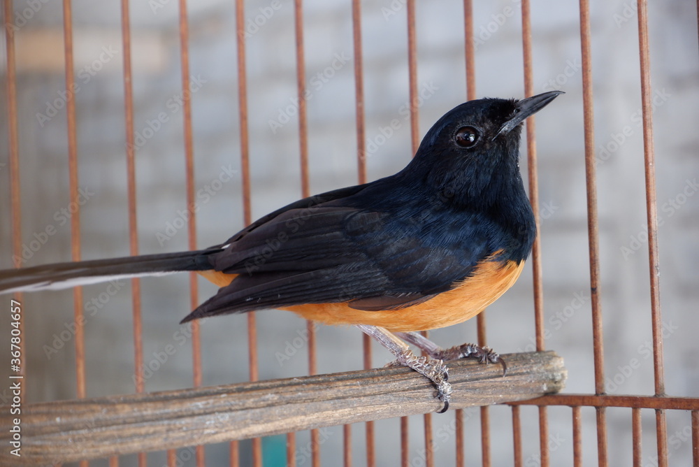 Copsychus Malabaricus or Murai Batu bird with black and yellow color ...