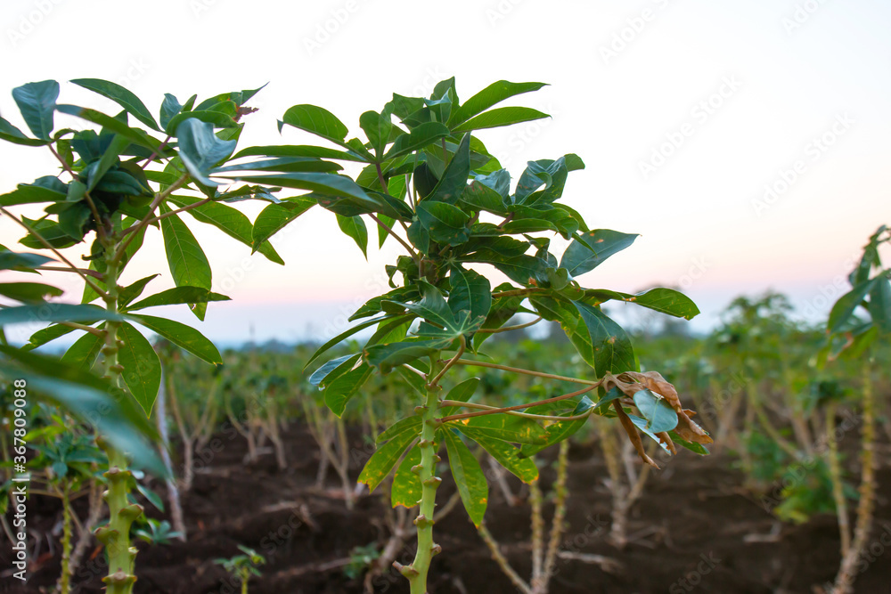 cassava tree growth in planting farm, manioc or tapioca planting field ...