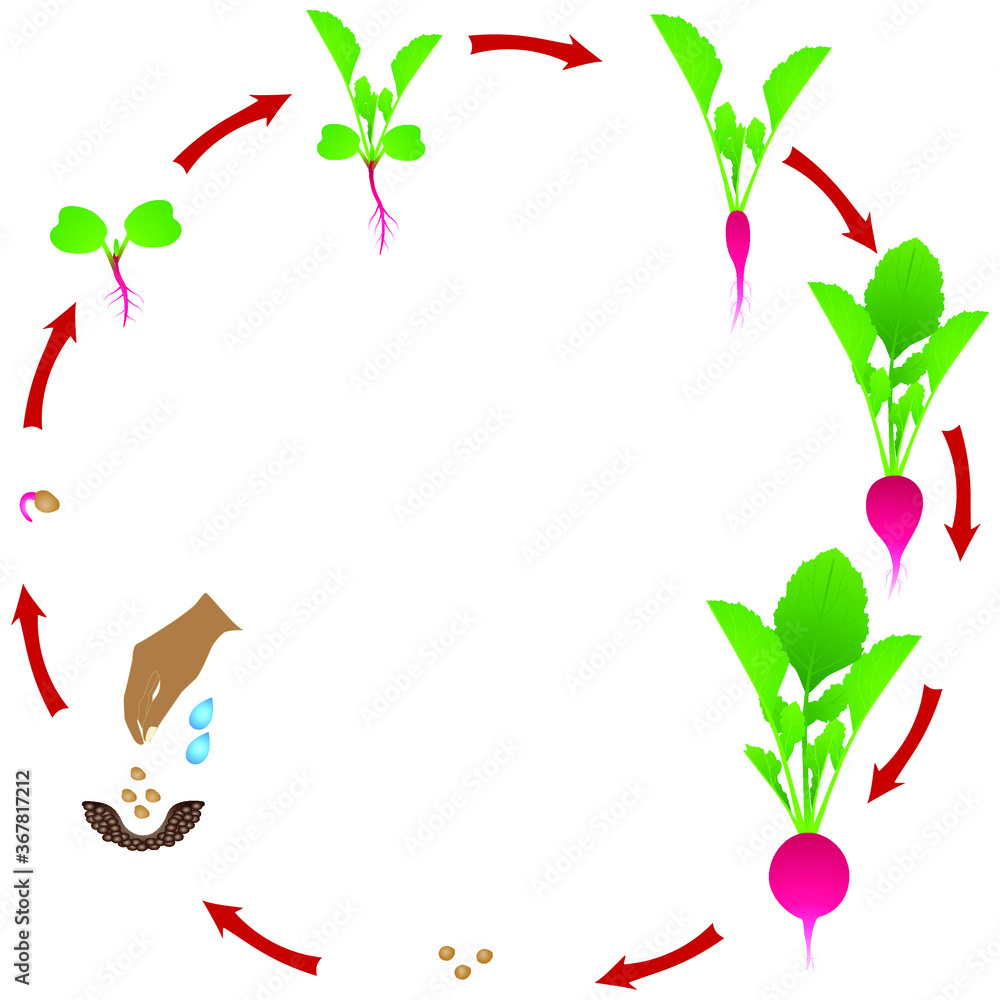 Life cycle of radish plant on a white background. Stock Vector | Adobe ...