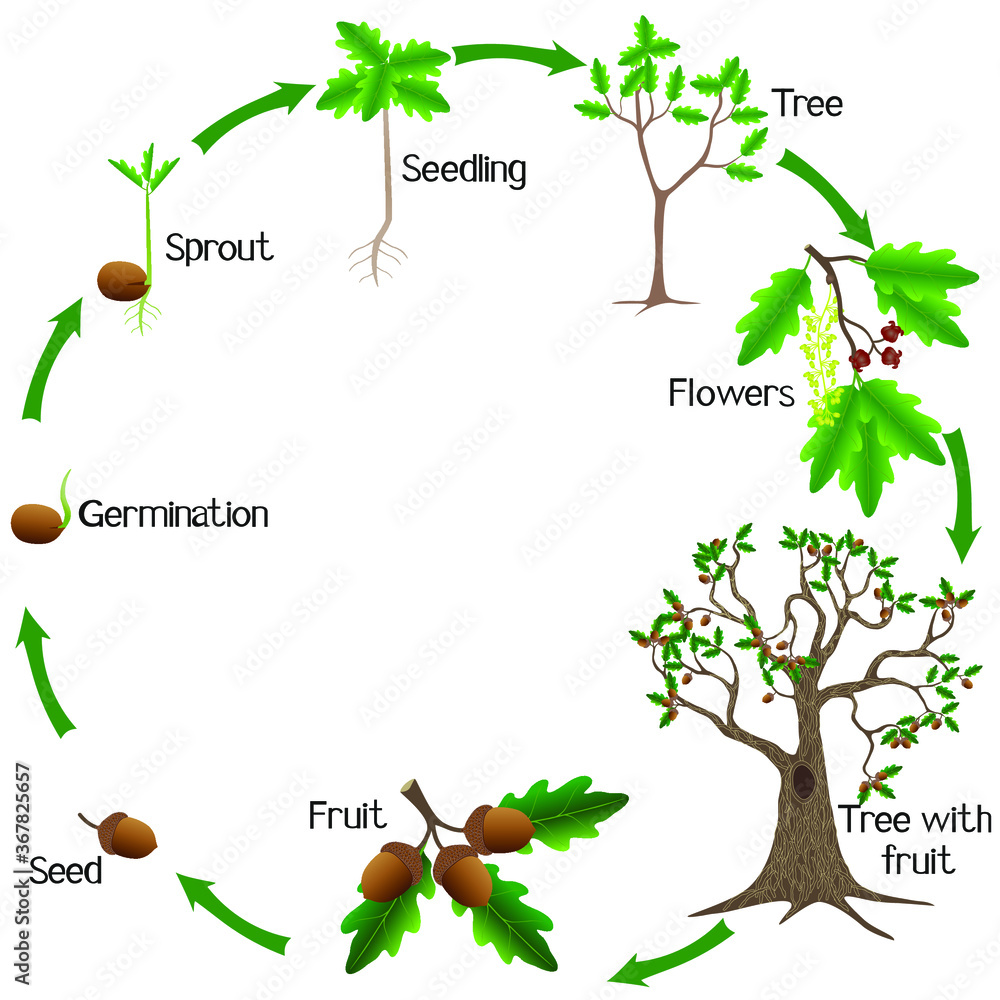Life cycle of a oak tree on a white background. Stock Vector | Adobe Stock