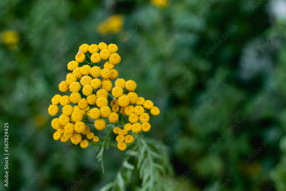 Common tansy is a perennial herbaceous plant of the Asteraceae family ...