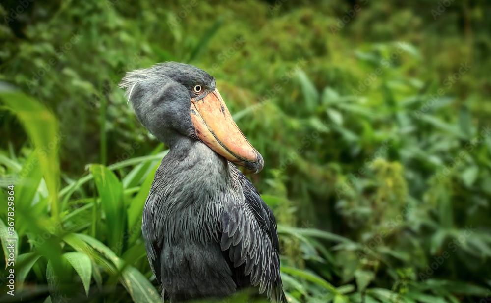 Very rare the shoebill Balaeniceps rex also known as whalehead, whale ...