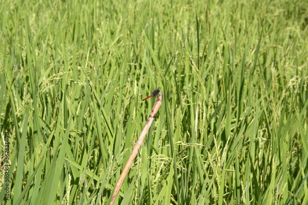 Beautiful World heritage ancestral Ifugao green and yellow rice ...