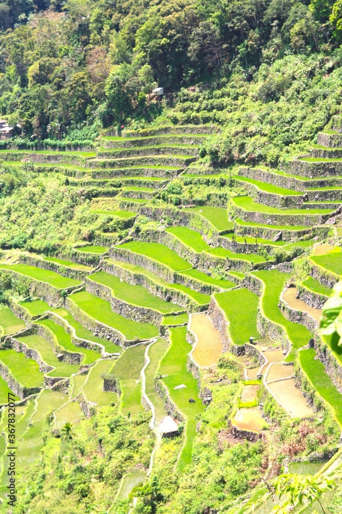 Beautiful World heritage ancestral Ifugao green and yellow rice ...