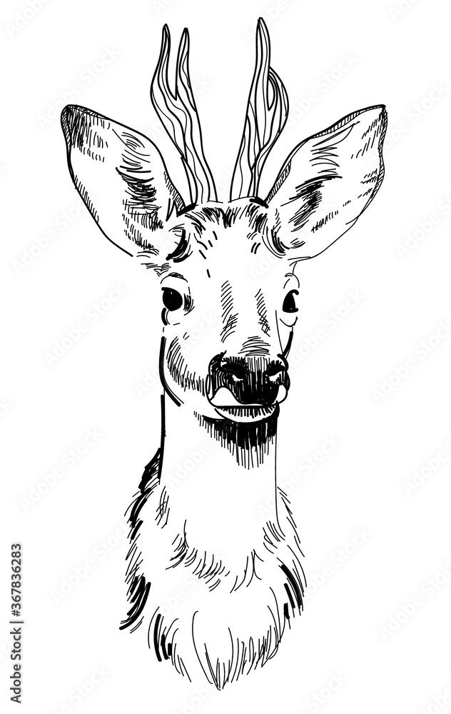 Male deer. Deer with antlers. Drawing by hand in vintage style. Stock ...