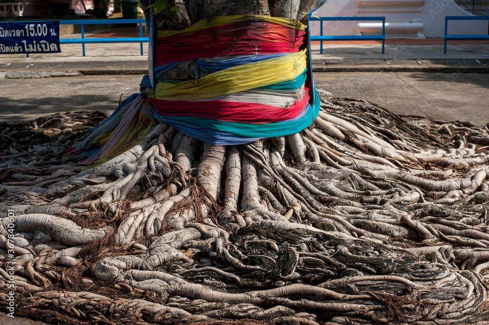 Bodhi root has been wrapped by 3 colors fabric Absornsawan temple in ...