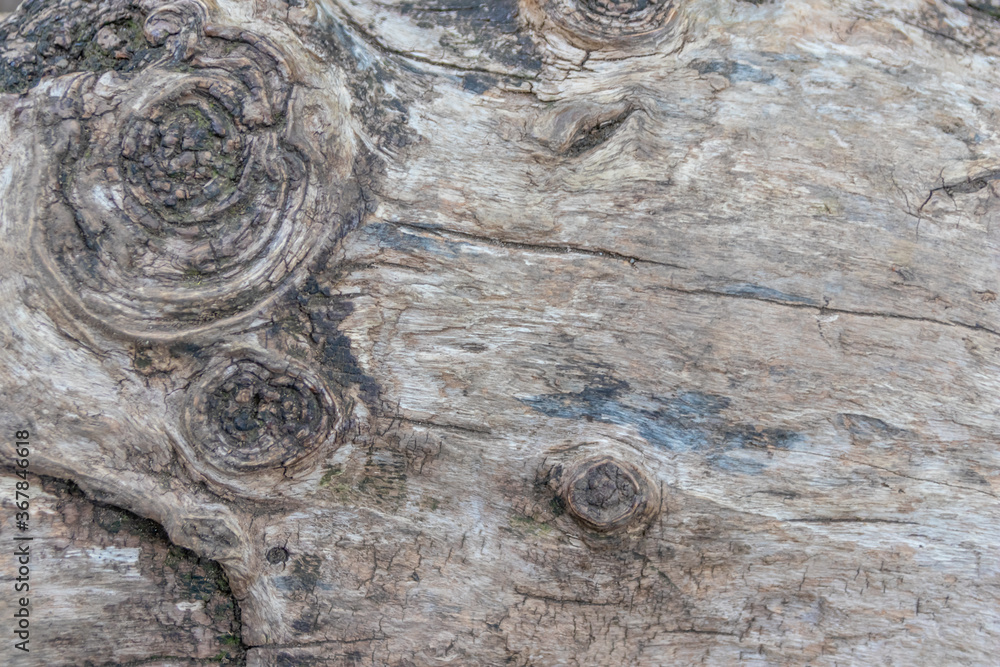 Close-up of rough bark shows natural patina and organic structures as ...