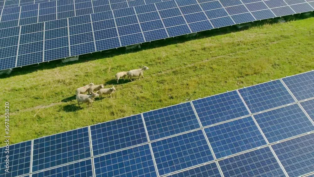 SLO MO AERIAL MS Sheep in field with solar panels and wind turbines ...