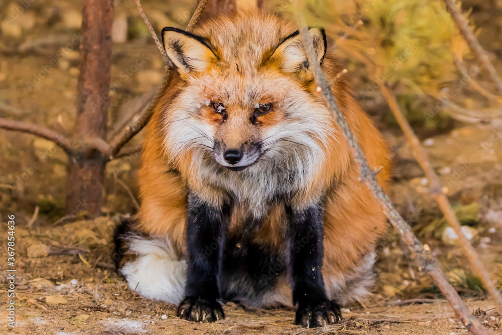 Scandinavian red fox - Finnish Lapland Stock Photo | Adobe Stock