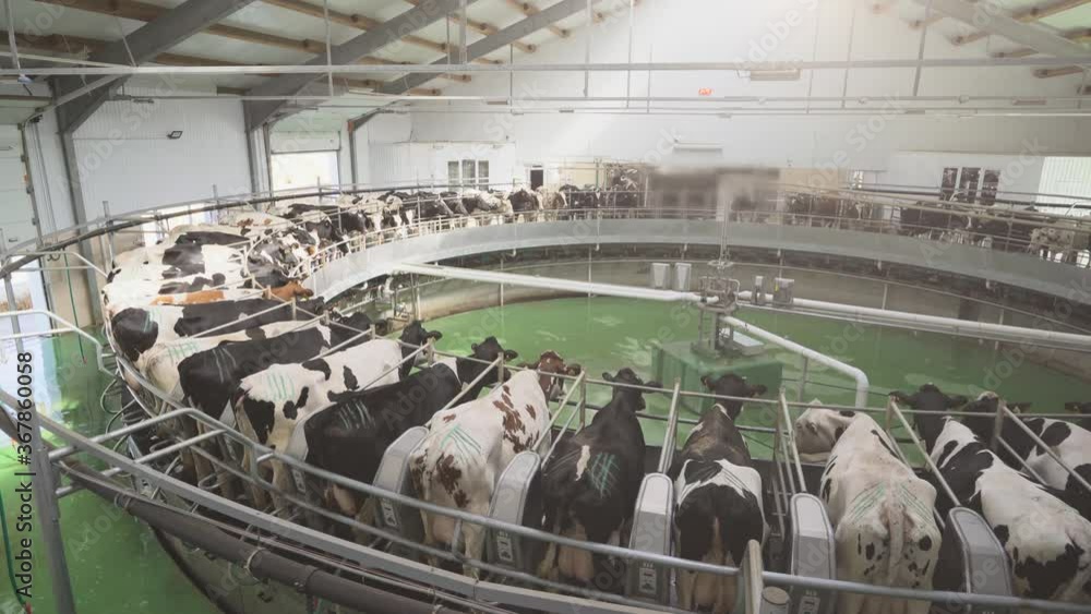 Process of milking cows on industrial rotary equipment on dairy farm ...