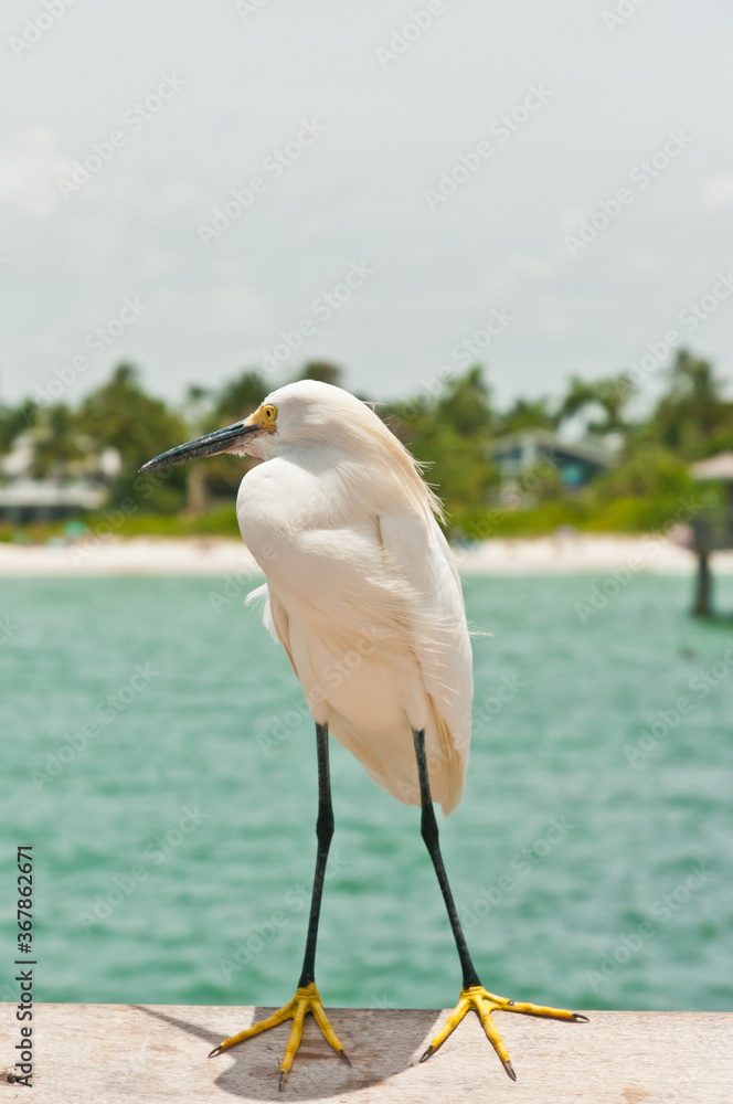 Foto de front view, medium distance, of a snowy egret, standing of a ...