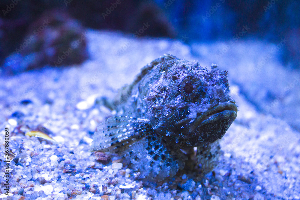 Synanceia verrucosa is a fish species known as the reef stonefish ...