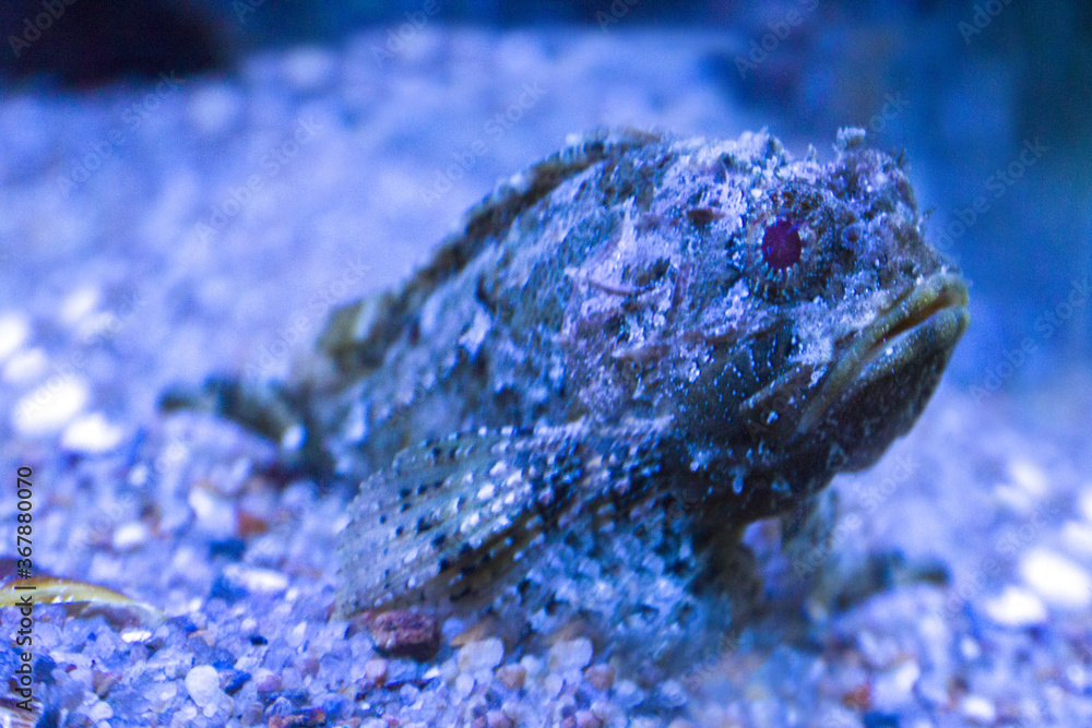 Synanceia verrucosa is a fish species known as the reef stonefish ...