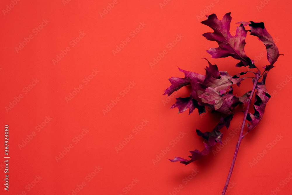 Purple color dried oak tree leaves ont he branch on the red background ...