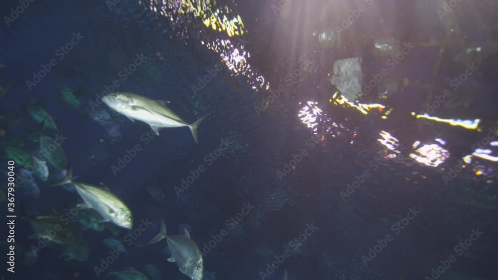 An amazing sight of the group of blue runner fish as it swims along ...