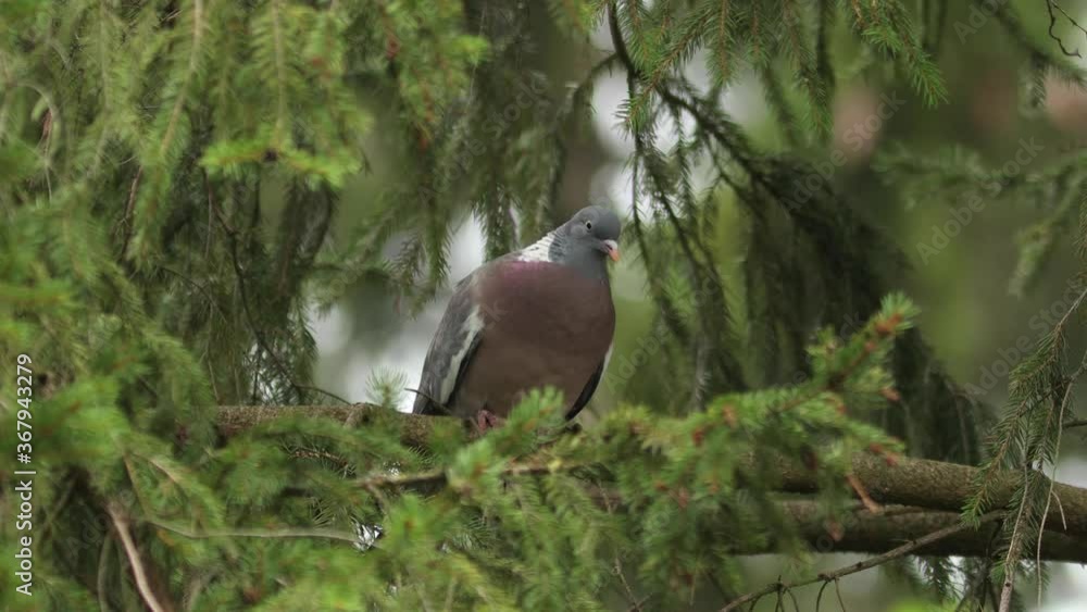 Common wood pigeon standing on a branch 'singing' its typical 'coo ...
